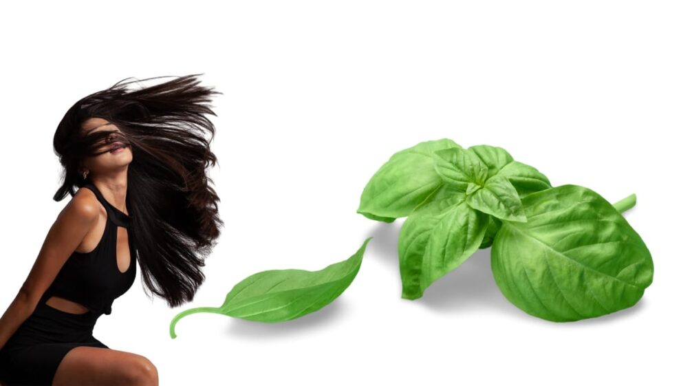 How To Use Basil Oil For Hair Growth: A Complete Guide To Healthy Hair